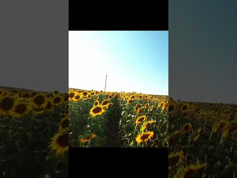 Günebakanlar - Sunflowers - DJI AVATA 2 Shot  #photography #film #istanbul #film  #camera #dji