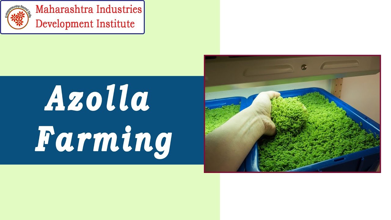 Azolla Farming Business - YouTube