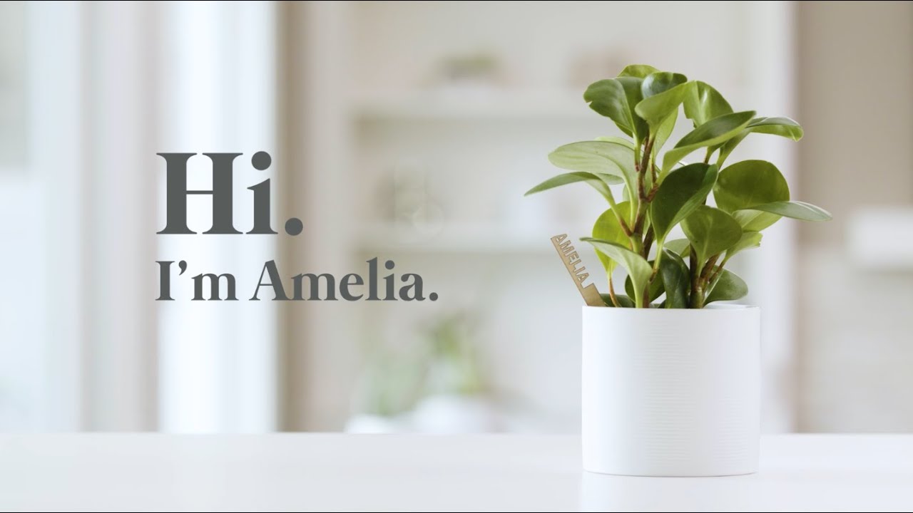 Plantsies Your Daily Reminder YouTube plantsies-your-daily-reminder-youtube