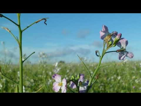 Редька масличная - для глинистой почвы то, что надо - YouTube