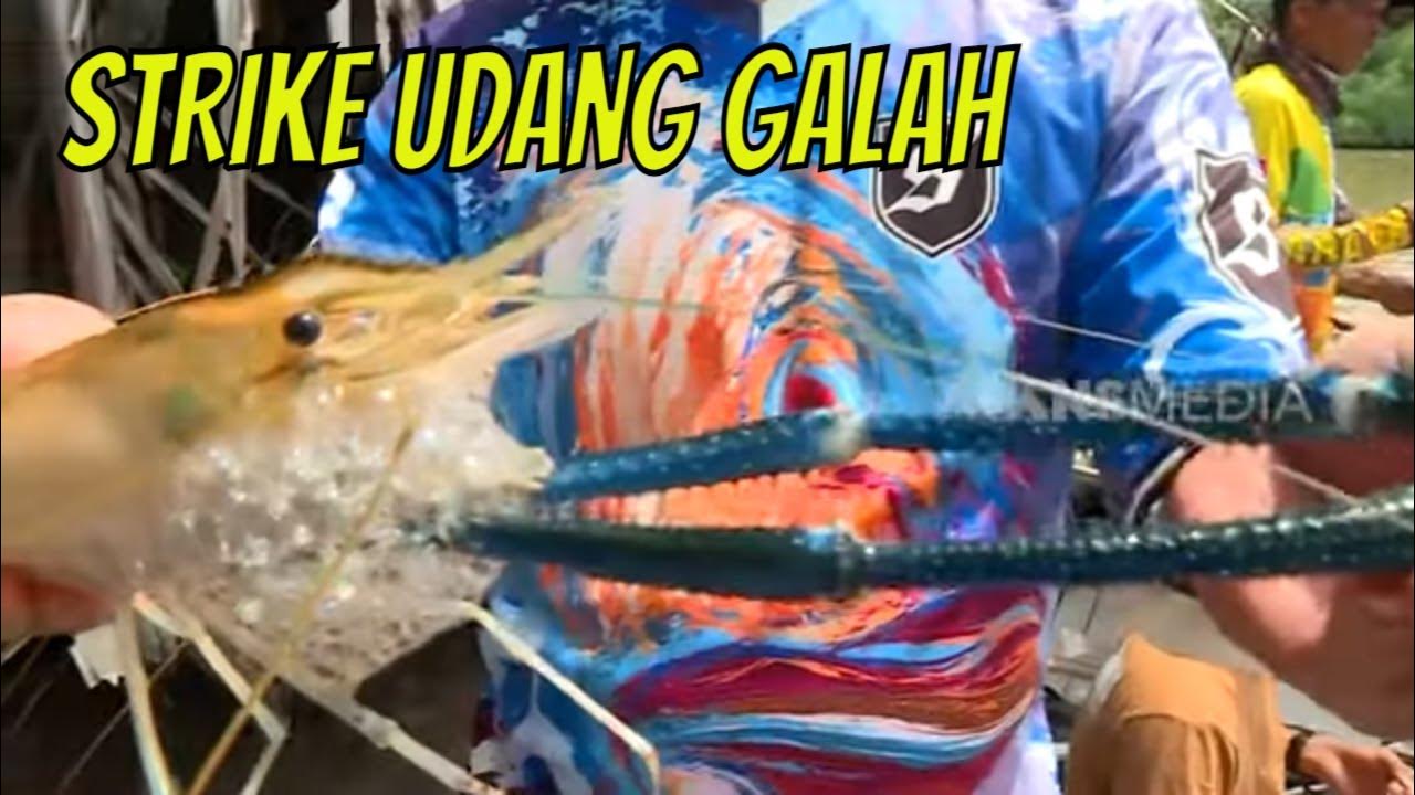 Berburu Udang Di Sungai Kayan | MANCING MANIA STRIKE BACK (09/09/23) Part 1 - YouTube
