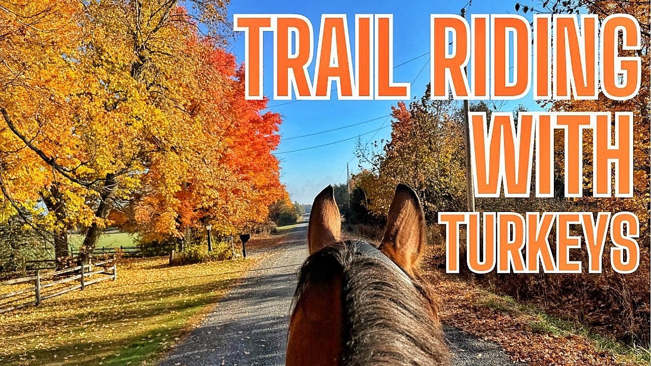 TRAIL RIDING WITH TURKEYS 🦃 Jumping my young horse bareback for the ...