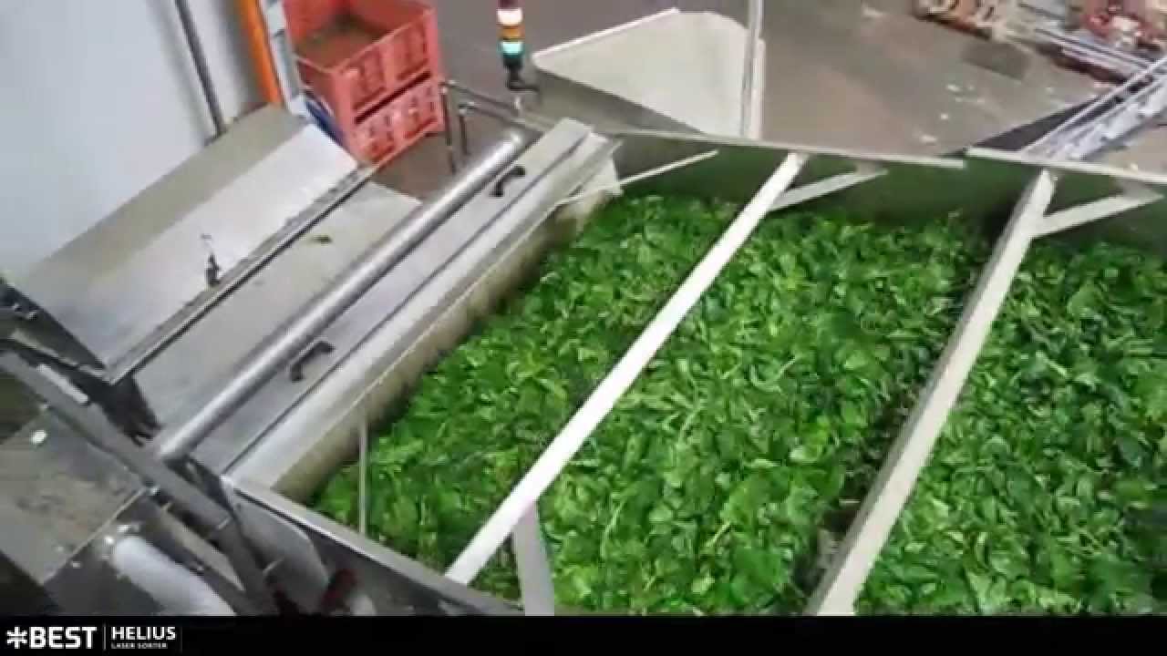 Spinach sorting machine Helius - TOMRA Sorting - YouTube
