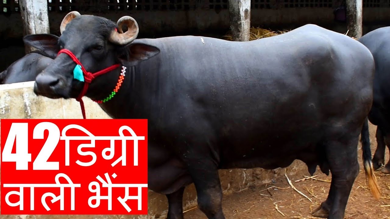 Banni buffalo from Kutch region of Gujarat - YouTube