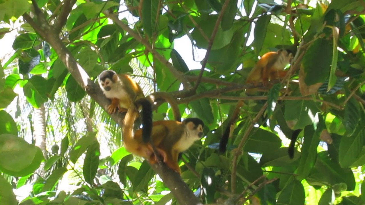 Monos tití de Chiriquí, Panamá. Squirrel Monkeys from Chiriqui Province ...