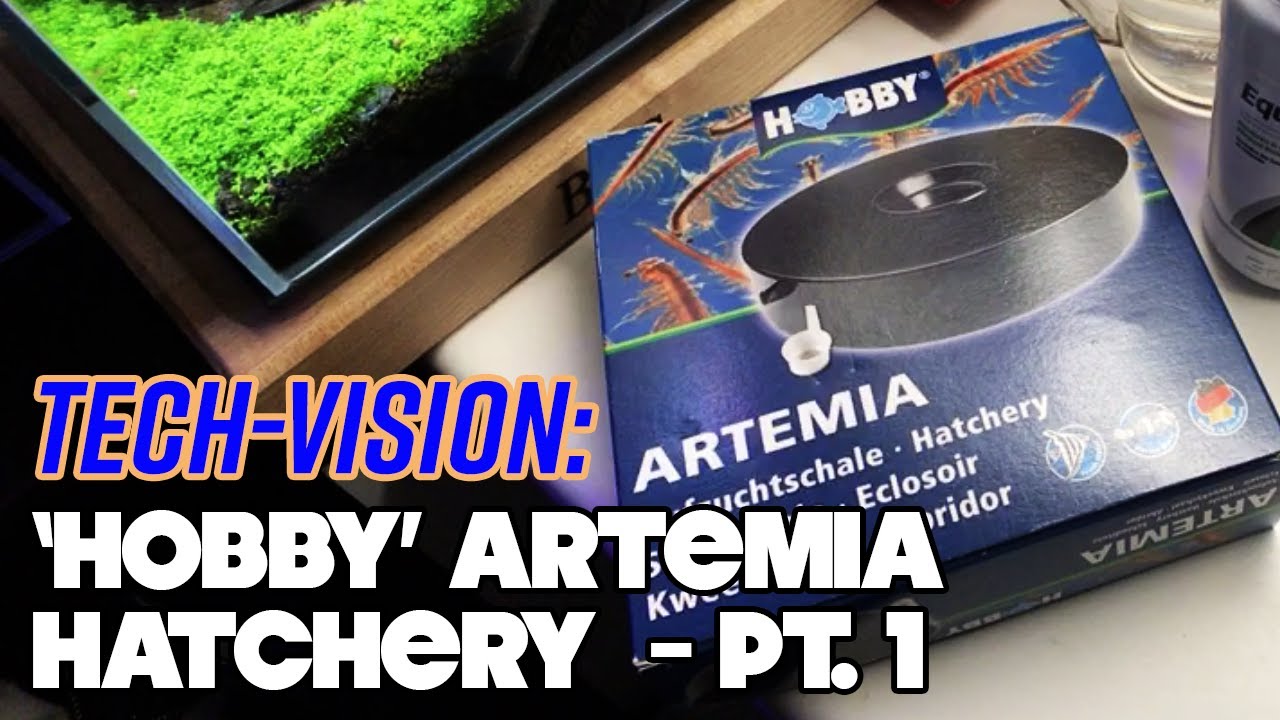 Making Babies [ part one ] - 'Hobby Artemia Hatchery' - not your ...