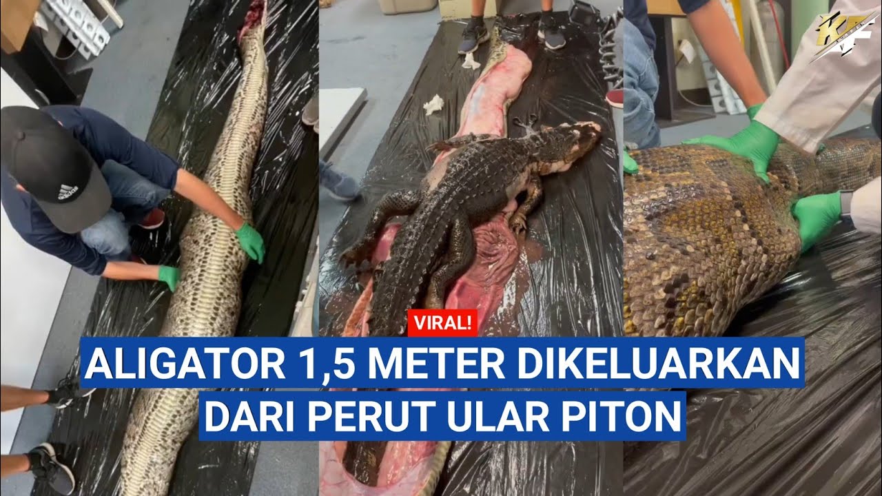 ALIGATOR 1,5 METER Dikeluarkan dari Perut Ular Piton Burma - YouTube