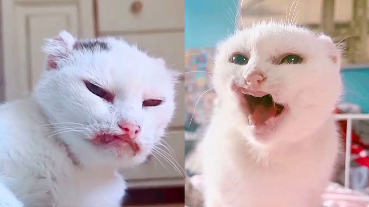 Cat No One Wanted Finds Unexpected Home 💕 - YouTube