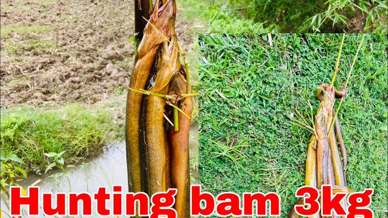 //THANX FOR 30K VIEWS AANDA BAM FISHING ||HUNTING BAM IN NEPAL||VLOG ...