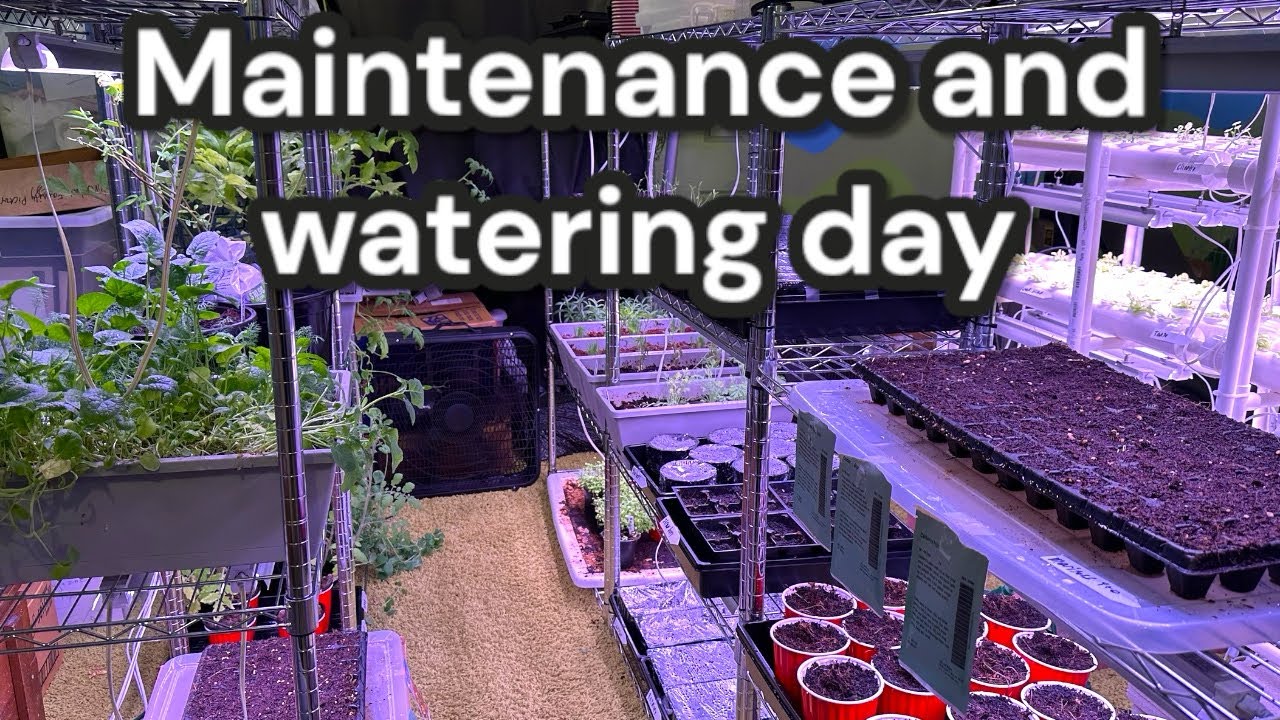 Maintenance and watering day - YouTube