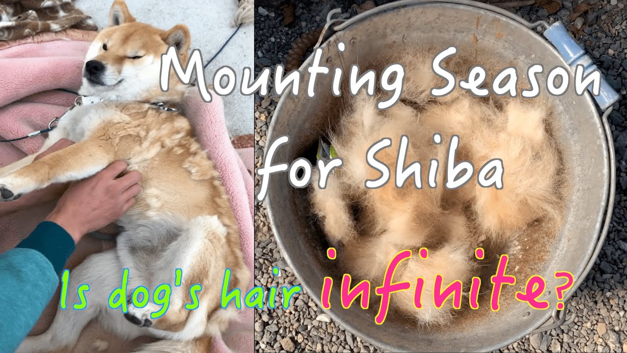Grooming Time for Shiba Inu | Trimming Infinite Hair - YouTube