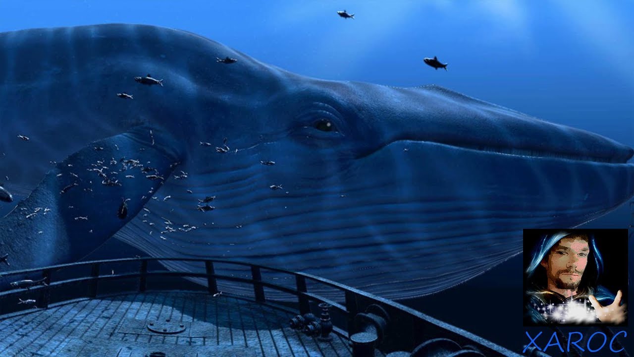 The Blue VR "2000m Tiefsee beim Wal und Co." HTC Vive - YouTube