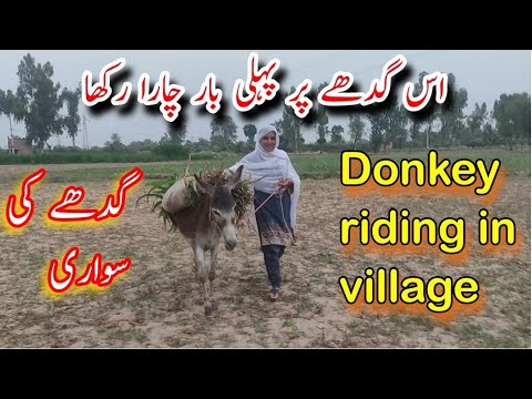 Donkey riding in village | Donkey rider lady - YouTube