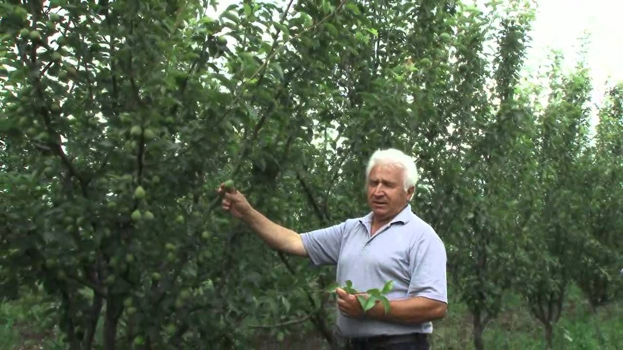 Livada de pere din satul Pirlita r. Ungheni partea a 2-a - YouTube