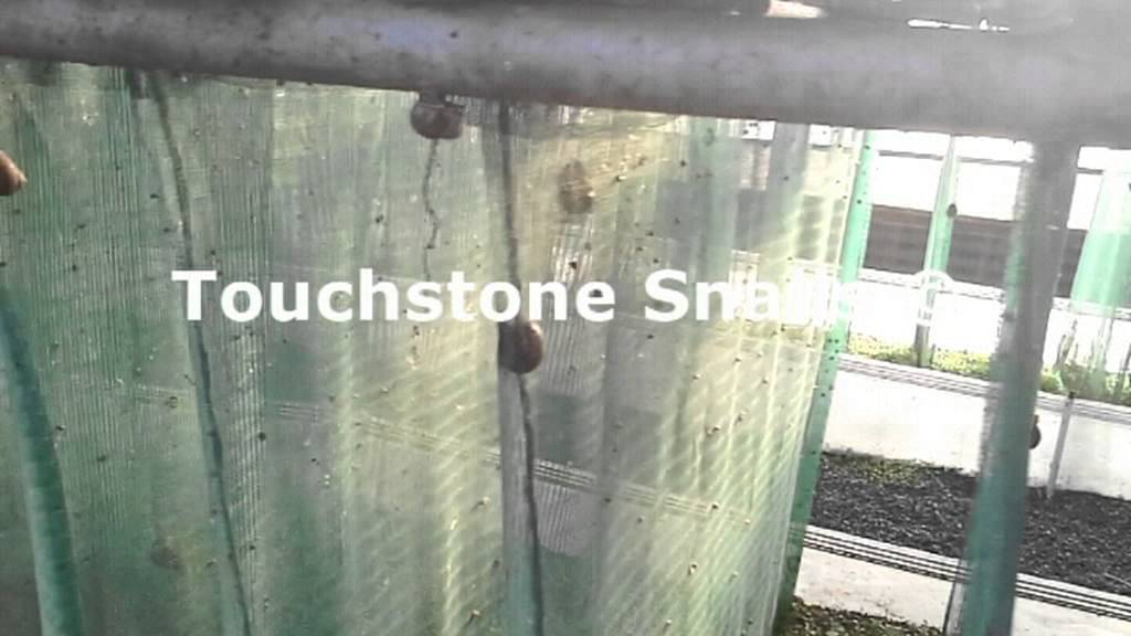 Touchstone Snail Technologies LTD - Snail Production 1/4 - YouTube