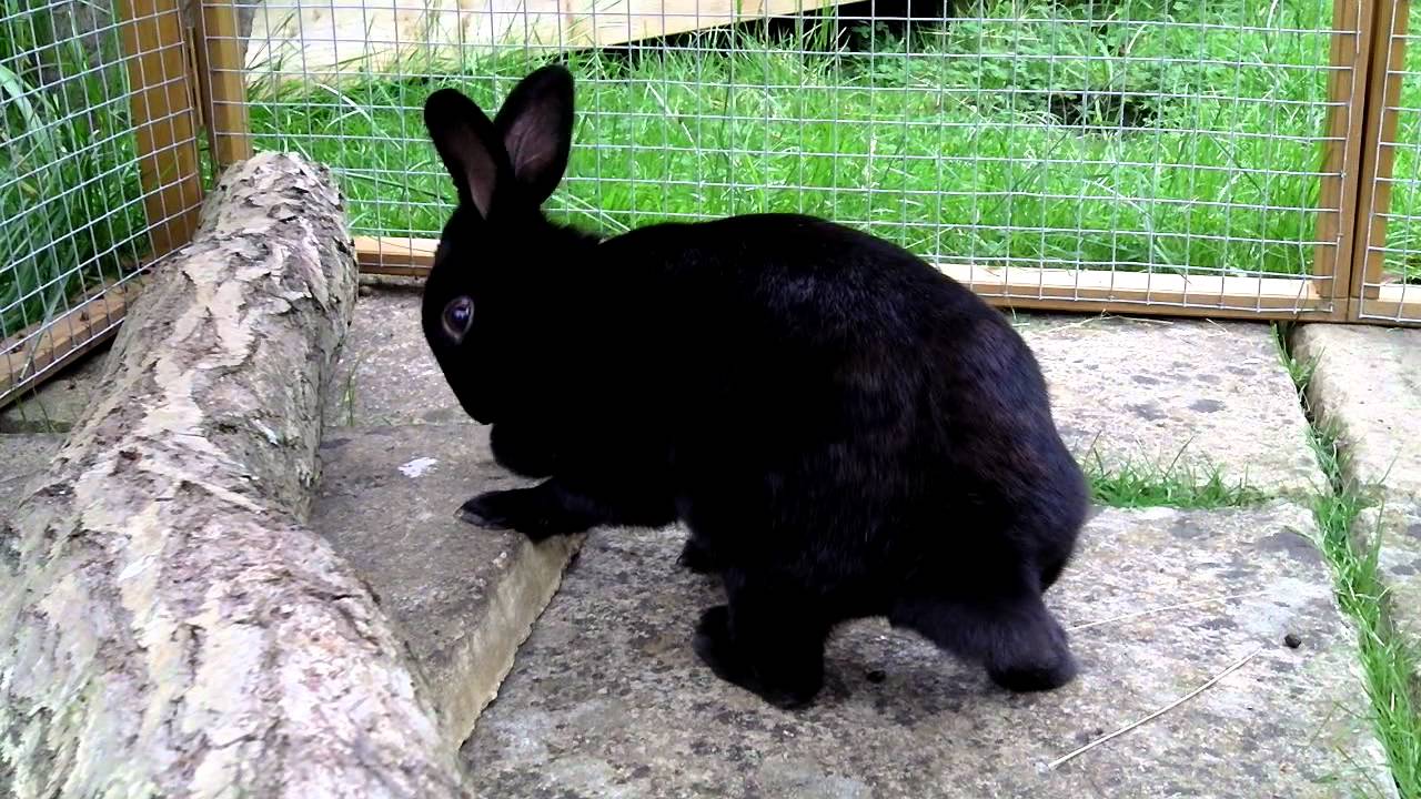India - New Arrival for Rehoming. Lady black rabbit who does more than ...