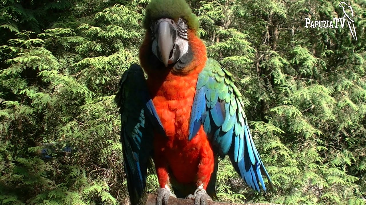 First signs of parrot disease (English dubbing) - YouTube