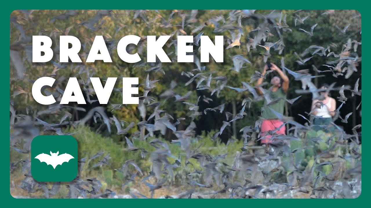 Bracken Bat Cave - Postcard From Texas - YouTube