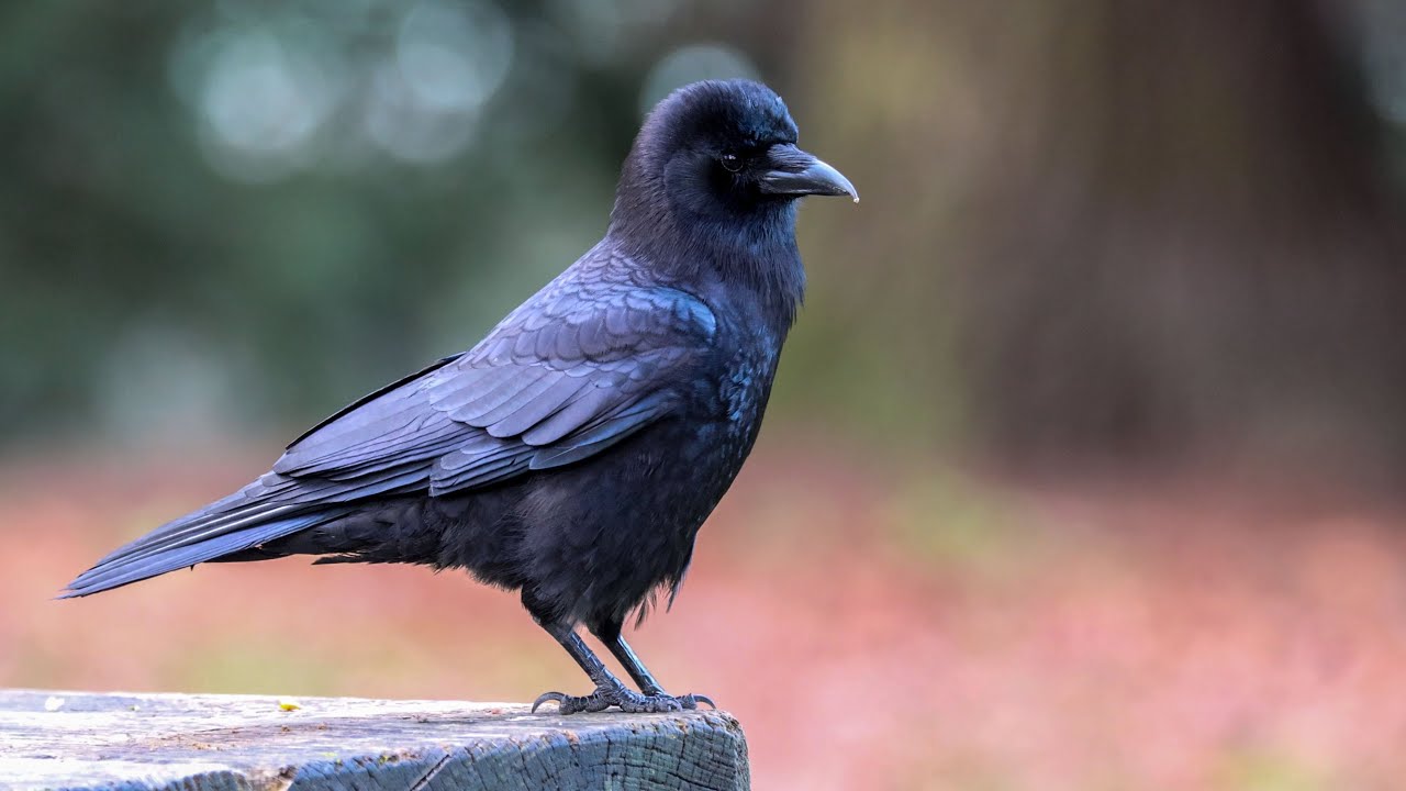 Crow Floof and Table Treats - YouTube