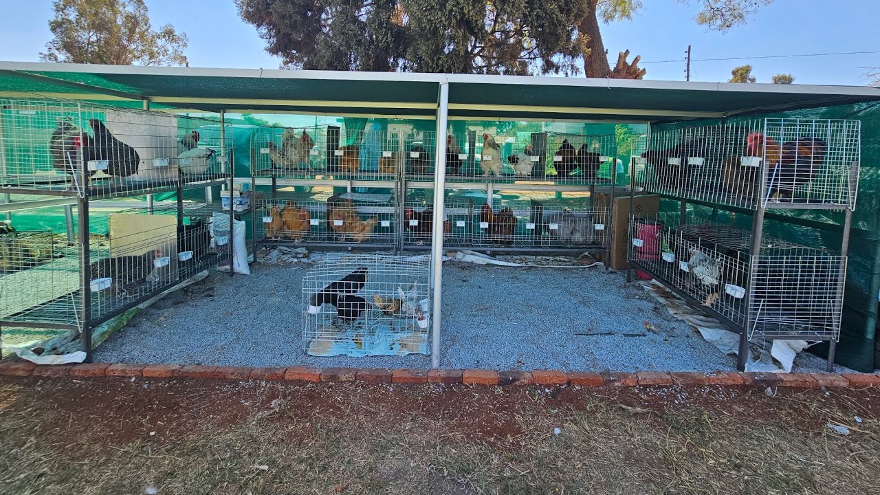 20 Best Chicken Breeds At Zimbabwe Agricultural Show Brahma Orpington 20-best-chicken-breeds-at-zimbabwe-agricultural-show-brahma-orpington