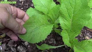 Chinese Mustard Greens Plant