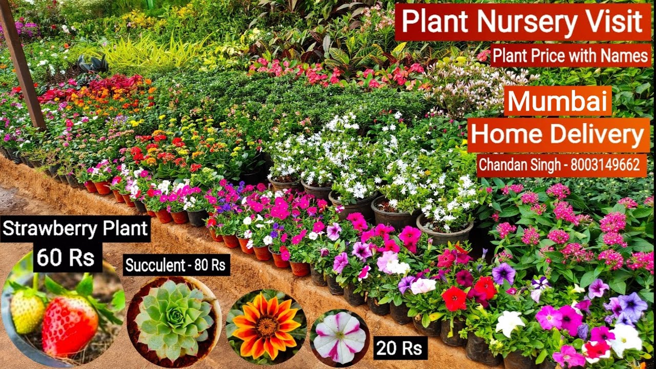 Plant Nursery Visit Cheapest Plant Nursery Plant Price With Names plant-nursery-visit-cheapest-plant-nursery-plant-price-with-names