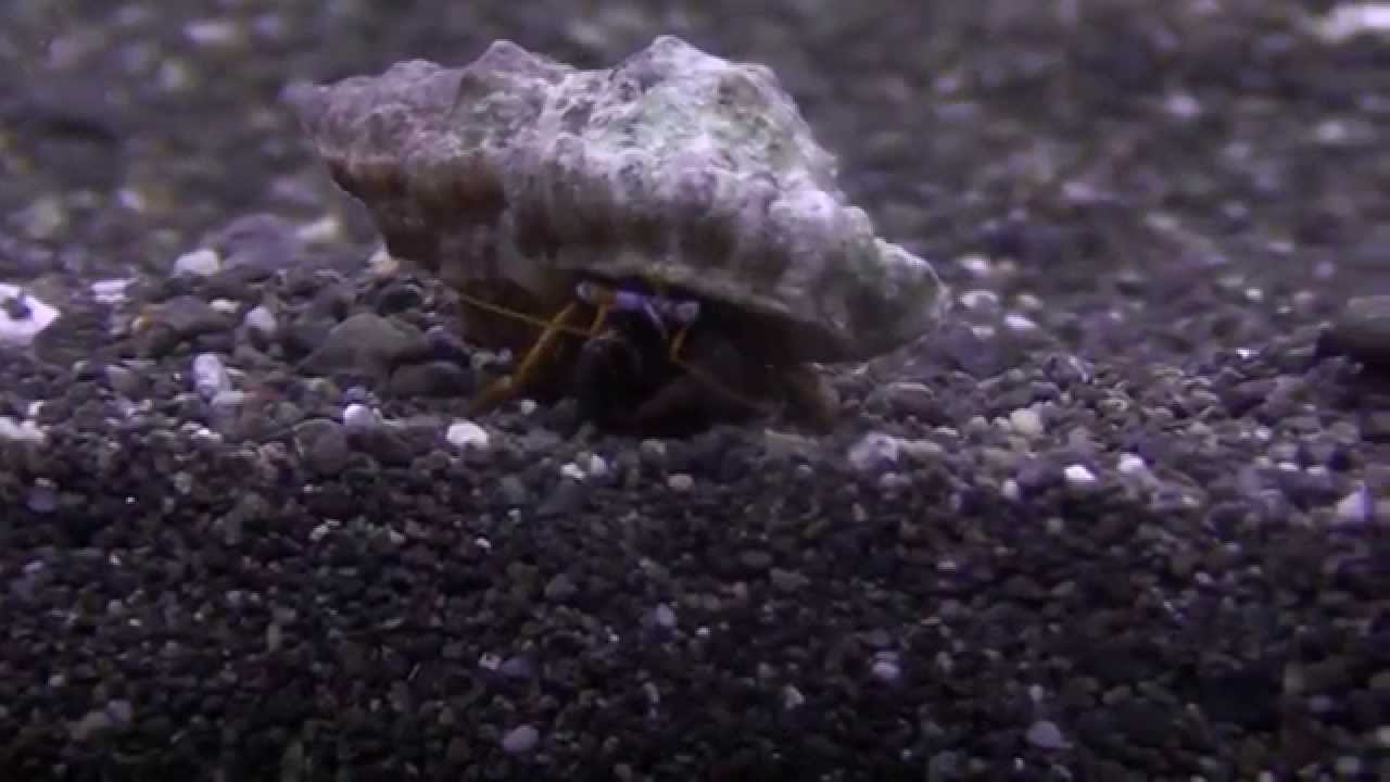 Calcinus laevimanus - YouTube