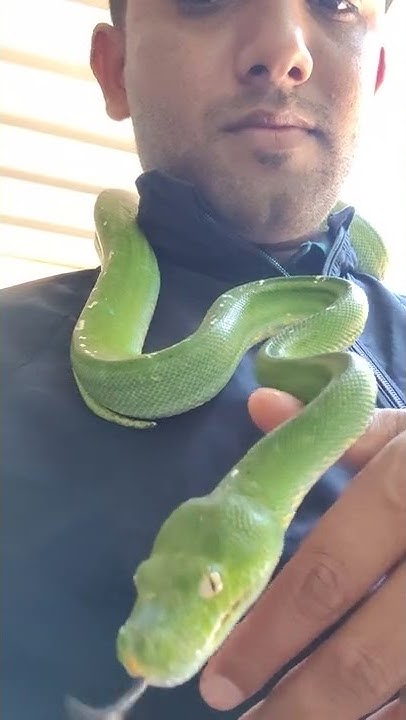Green tree python. Tamed & Trained! - YouTube