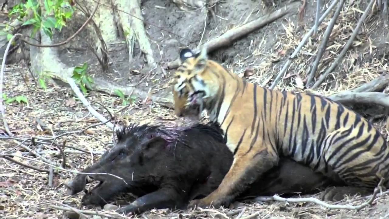 Tiger Attack - Lion Vs Giraffe - Tiger Vs Warthog,Fight Compilation ...