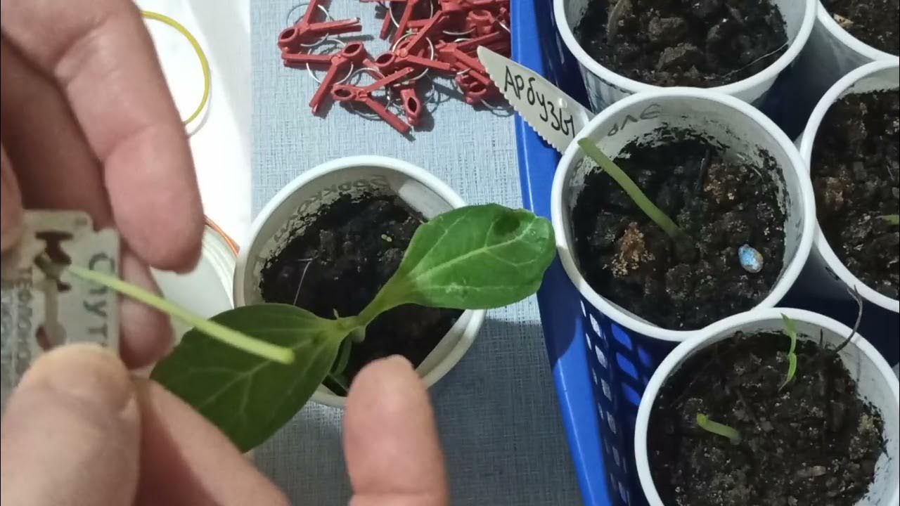 Прививка арбузов на лагенарию. Простой способ 100 % результат. Даже для ...