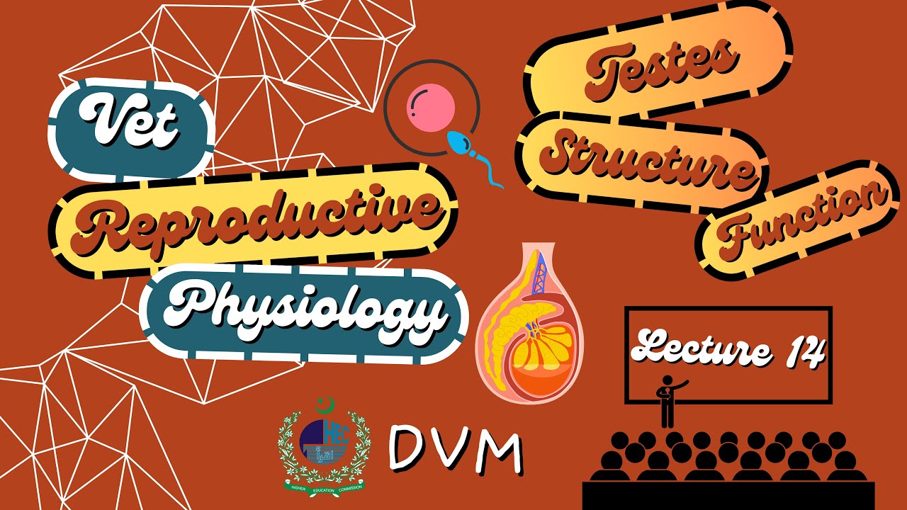 Testes in Animals [CC] 🐾 | Structure, Functions & Hormones Explained ...