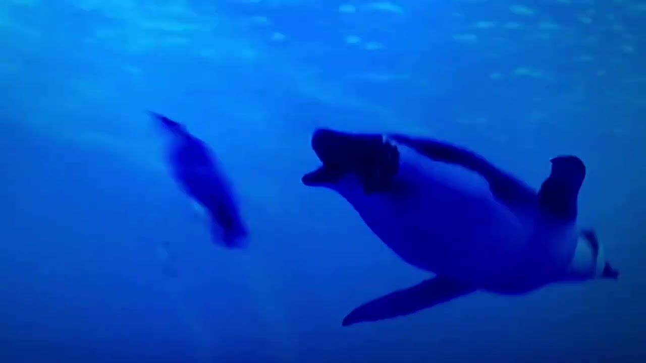 Happy Feet- movie scene clip part 2/2 - YouTube