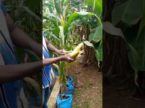 Sack Farming (Sacgriculture): harvesting maize grown in sacks