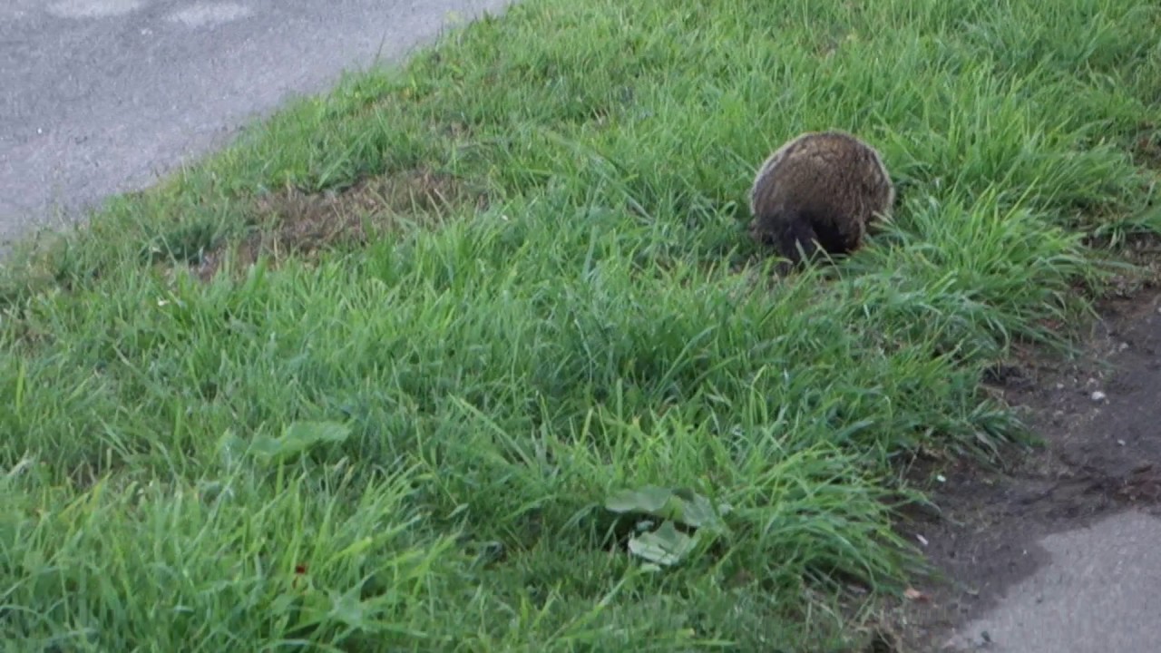 attack of the groundhog - YouTube