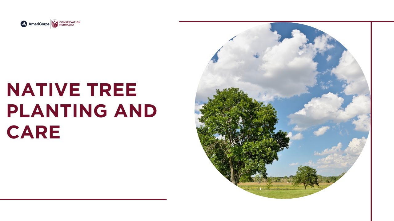 Native Tree Planting and Care - YouTube