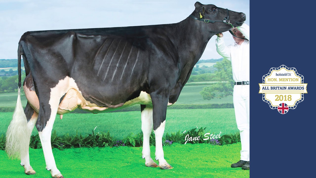 Holstein UK All Britain Awards 2018 Senior 3yr Old in Milk - YouTube