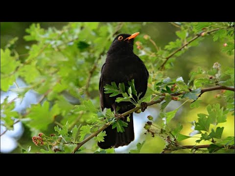 Blackbird mahnısı, rahatlatıcı 1 saat.