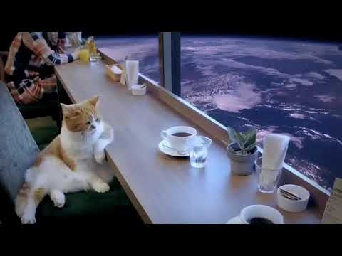 Kedi çok dertli