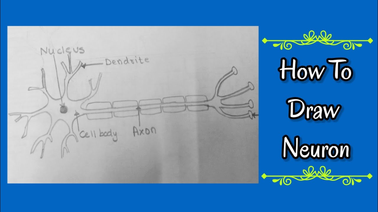 🤓How To Draw Neuron Or Nerve Cell With Explanation 📚 ️ Easy Way To Draw ...