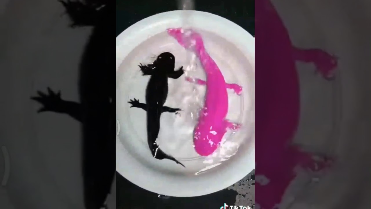 Colour Changing Fish - YouTube