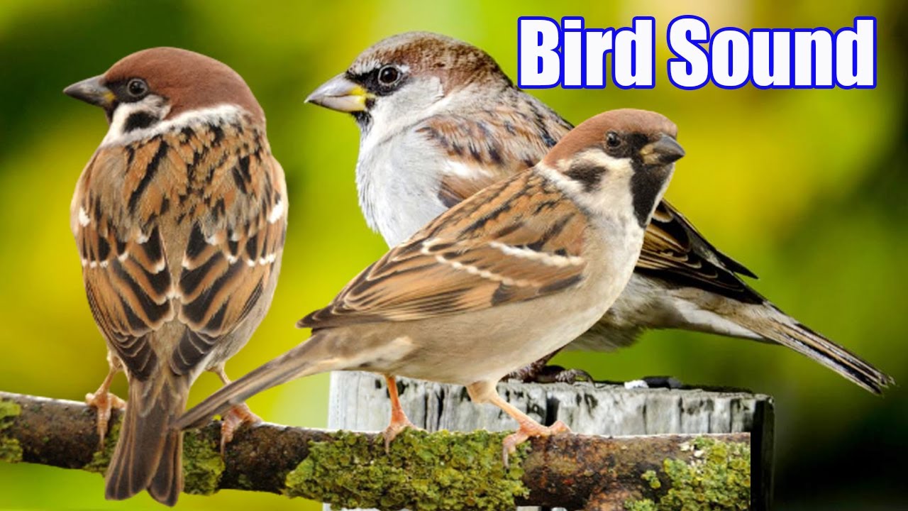 Bird Sparrow Voice || Sparrow Sound Effect || Black Sparrow Sound Free ...