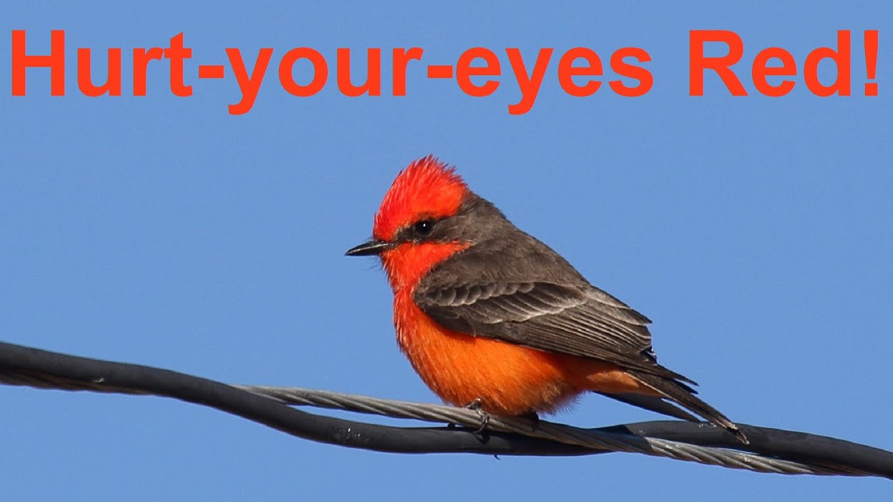 Ruby Fire-Head: The Vermilion Flycatcher - YouTube