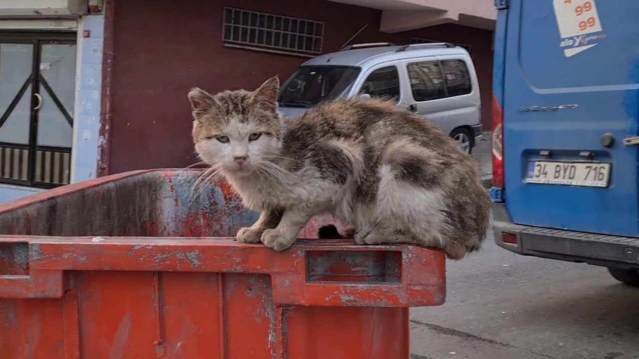 Poor stray cat starving to death looking for food in garbage Container ...