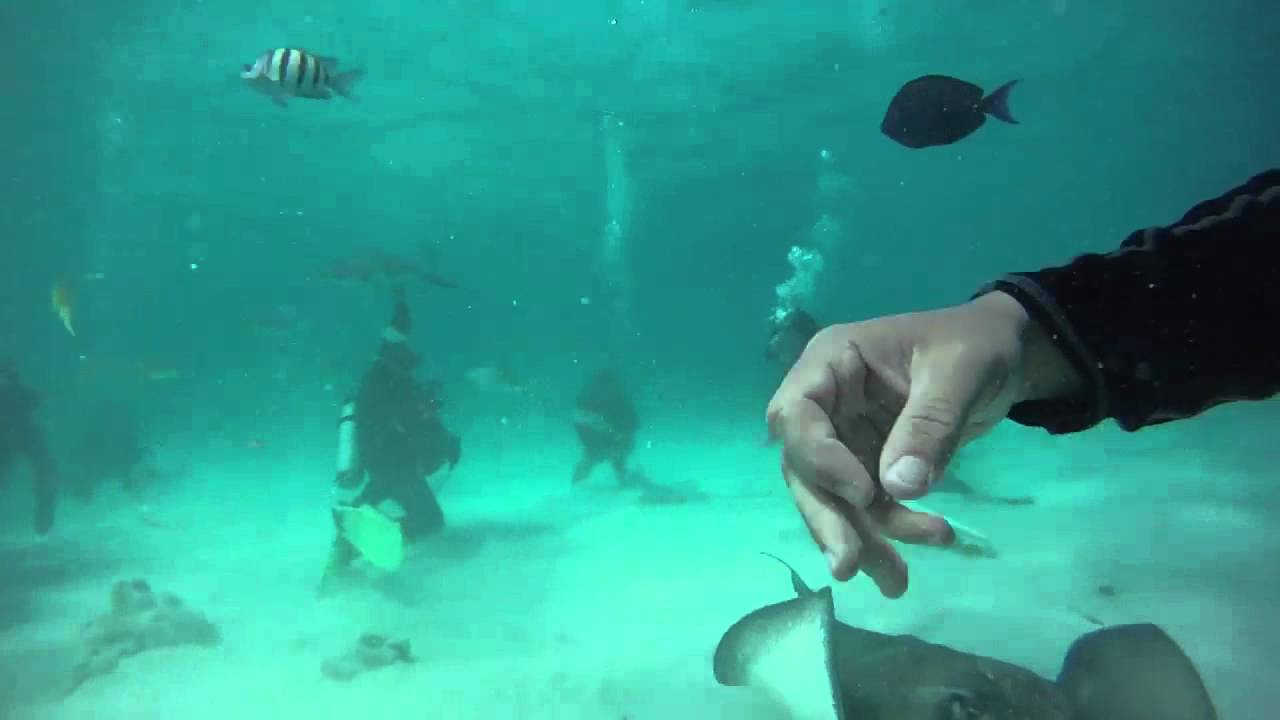 Stingray biting my finger. Cayman Islands. GoPro - YouTube