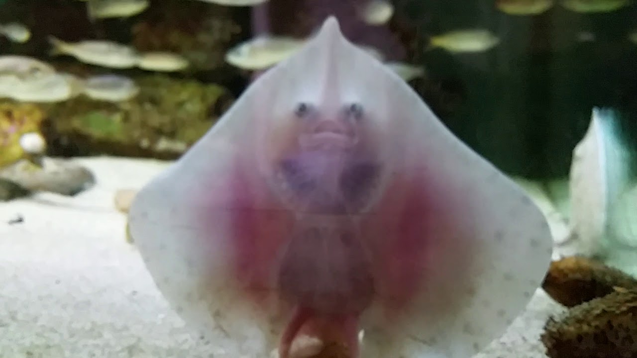 Baby stingray / looks human - YouTube