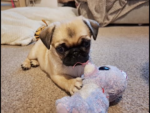 We looked after a 9 week old pug puppy! - YouTube