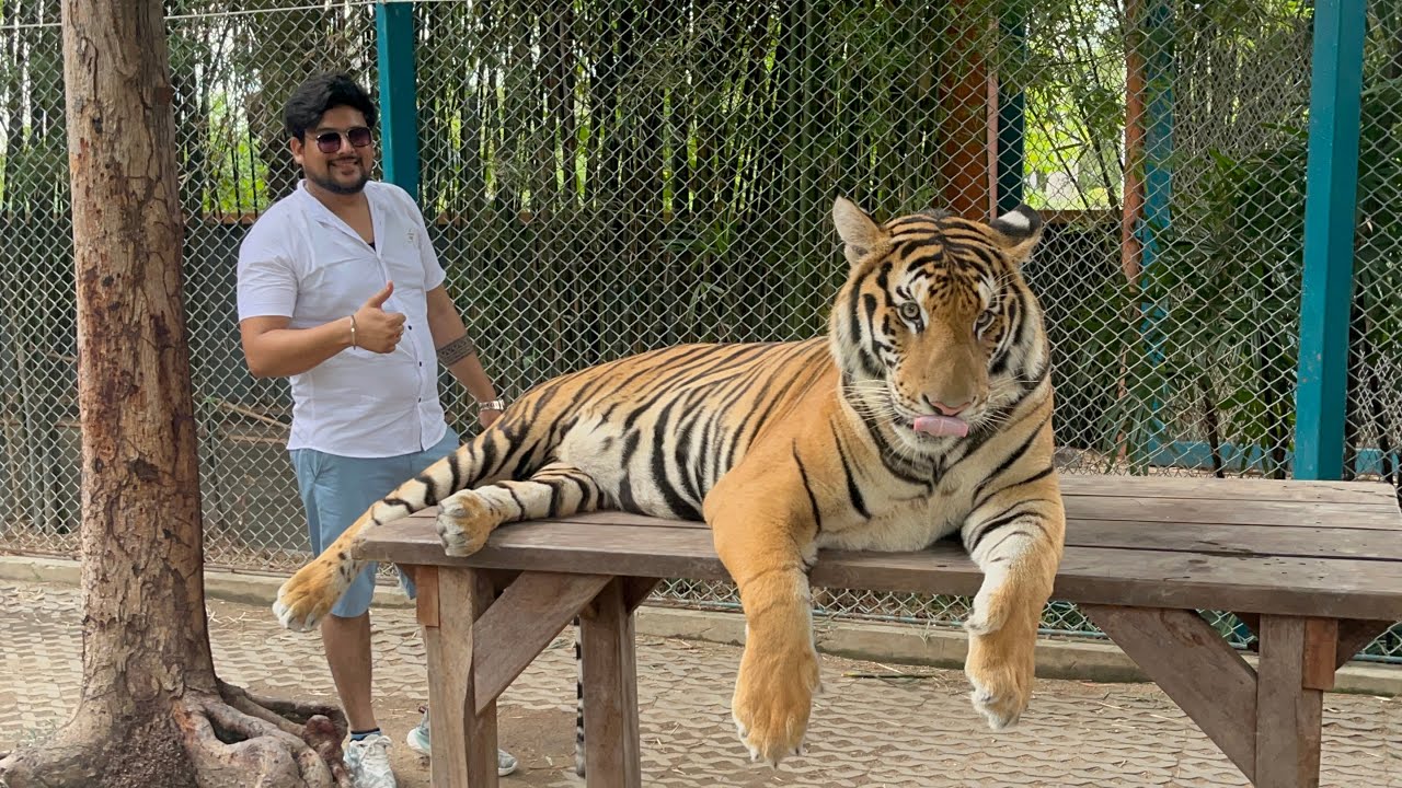 Tiger park, full vlog coming soon #tiger #youtubeshorts #viral # ...