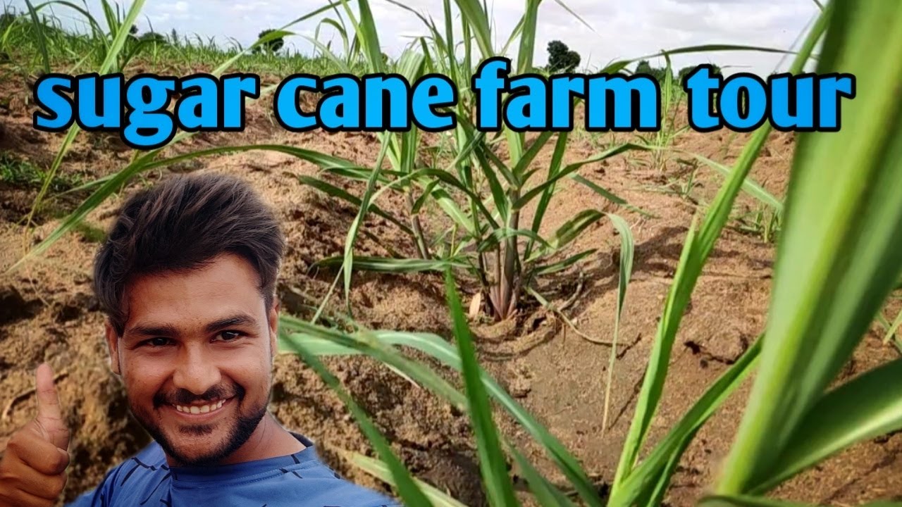 Sugar cane farm tour /farmindia vlogs /prem dangar - YouTube