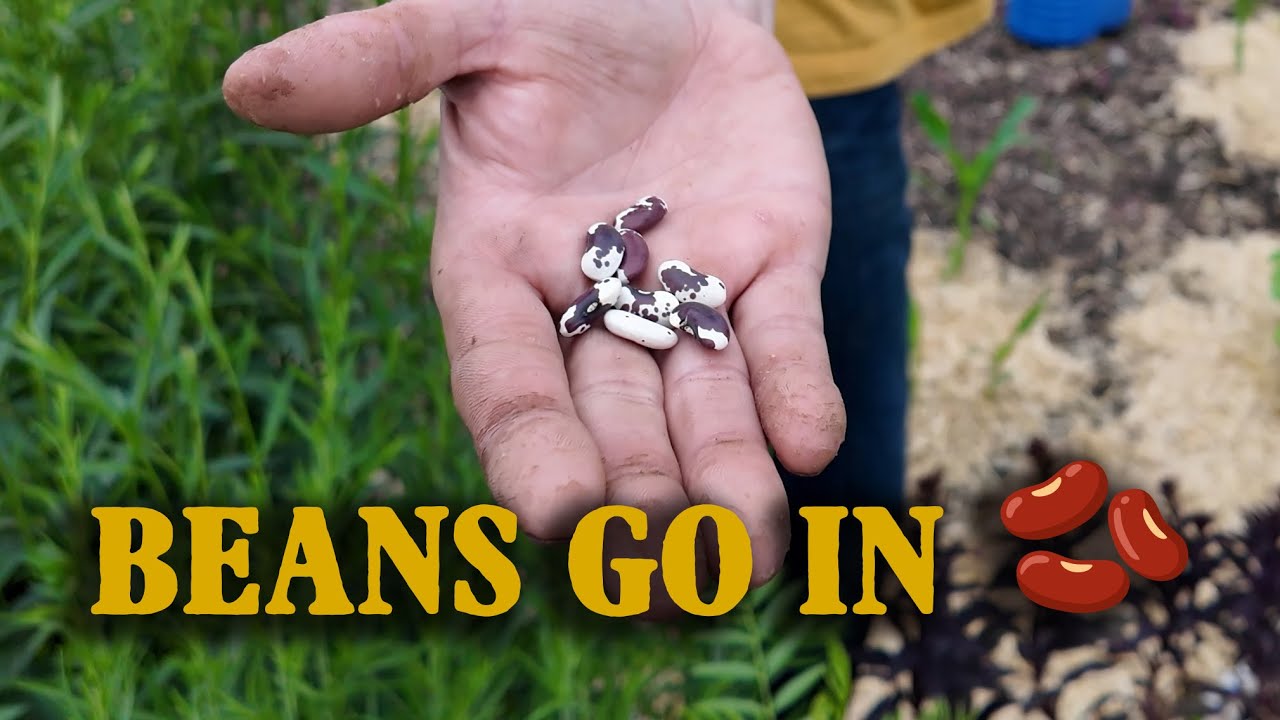 Ancient Beans in a Three Sisters Garden 🫘 1,500-Year-Old Variety ...