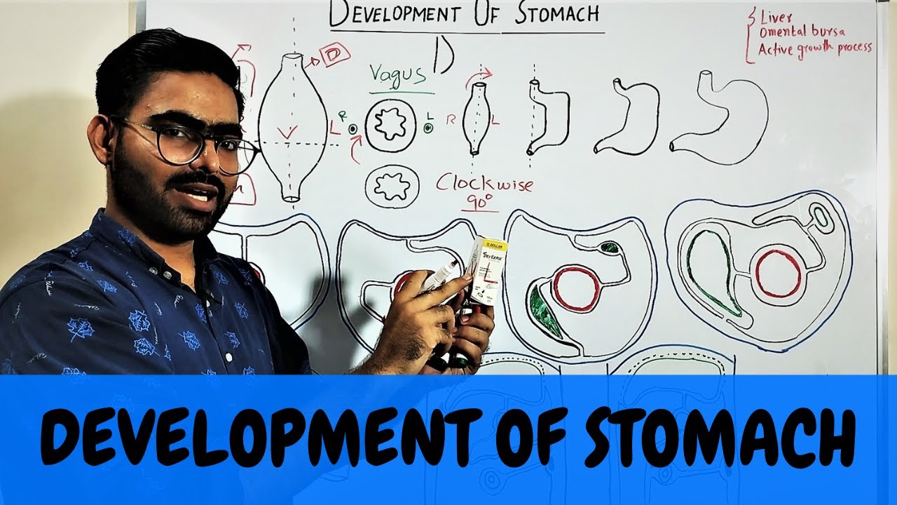 DEVELOPMENT OF STOMACH - GIT EMBRYOLOGY 4 - YouTube